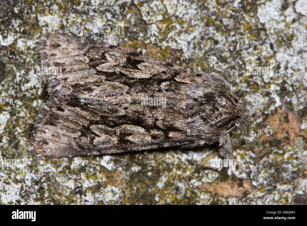 Areola hi-res stock photography and images - Alamy
