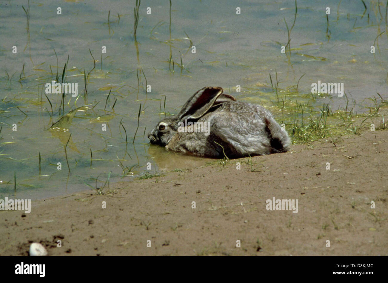 A jackrabbit standing in shallow water, looking alert. The animal's ...