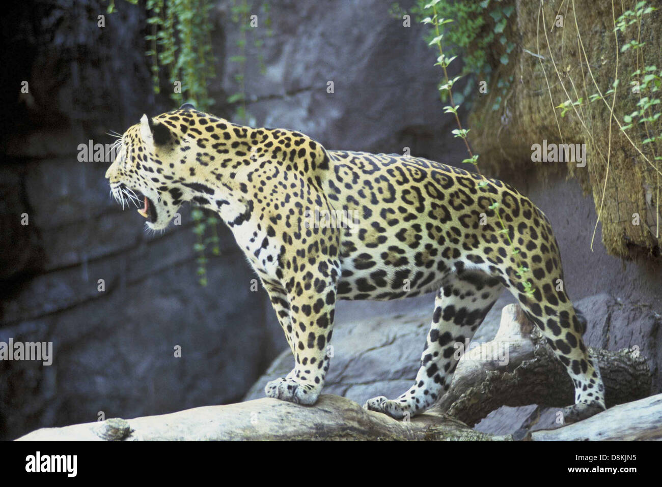 A jaguar (Panthera onca) in its natural habitat, showcasing the ...