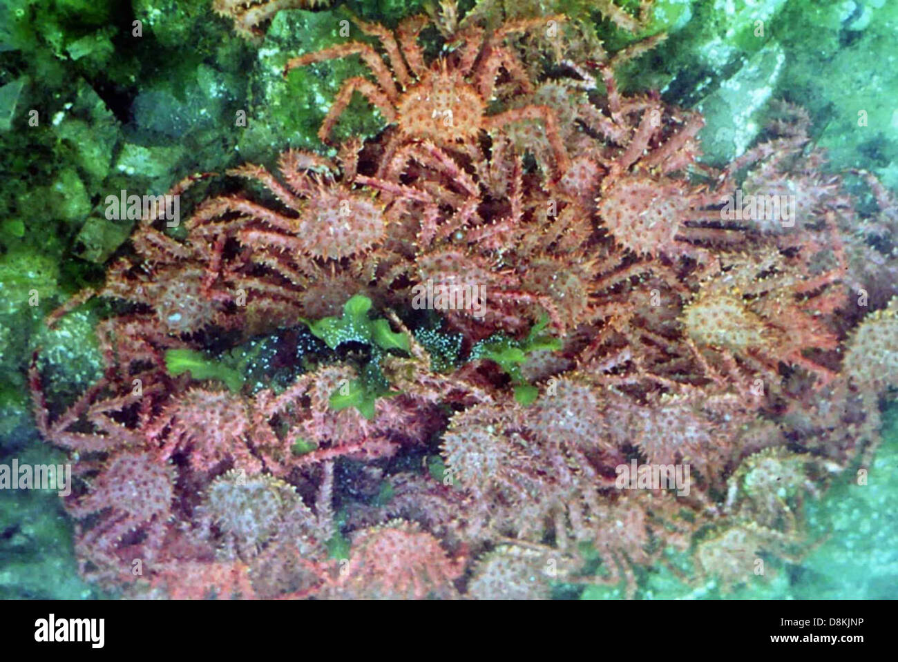 Sea creatures claws hi-res stock photography and images - Alamy
