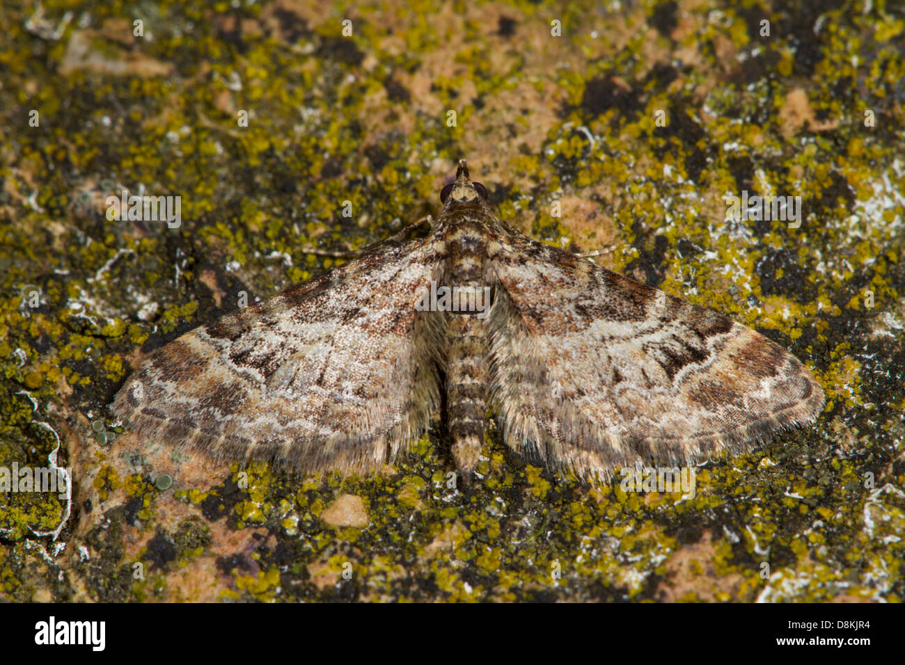 Double-striped Pug (Gymnoscelis rufifasciata Stock Photo - Alamy