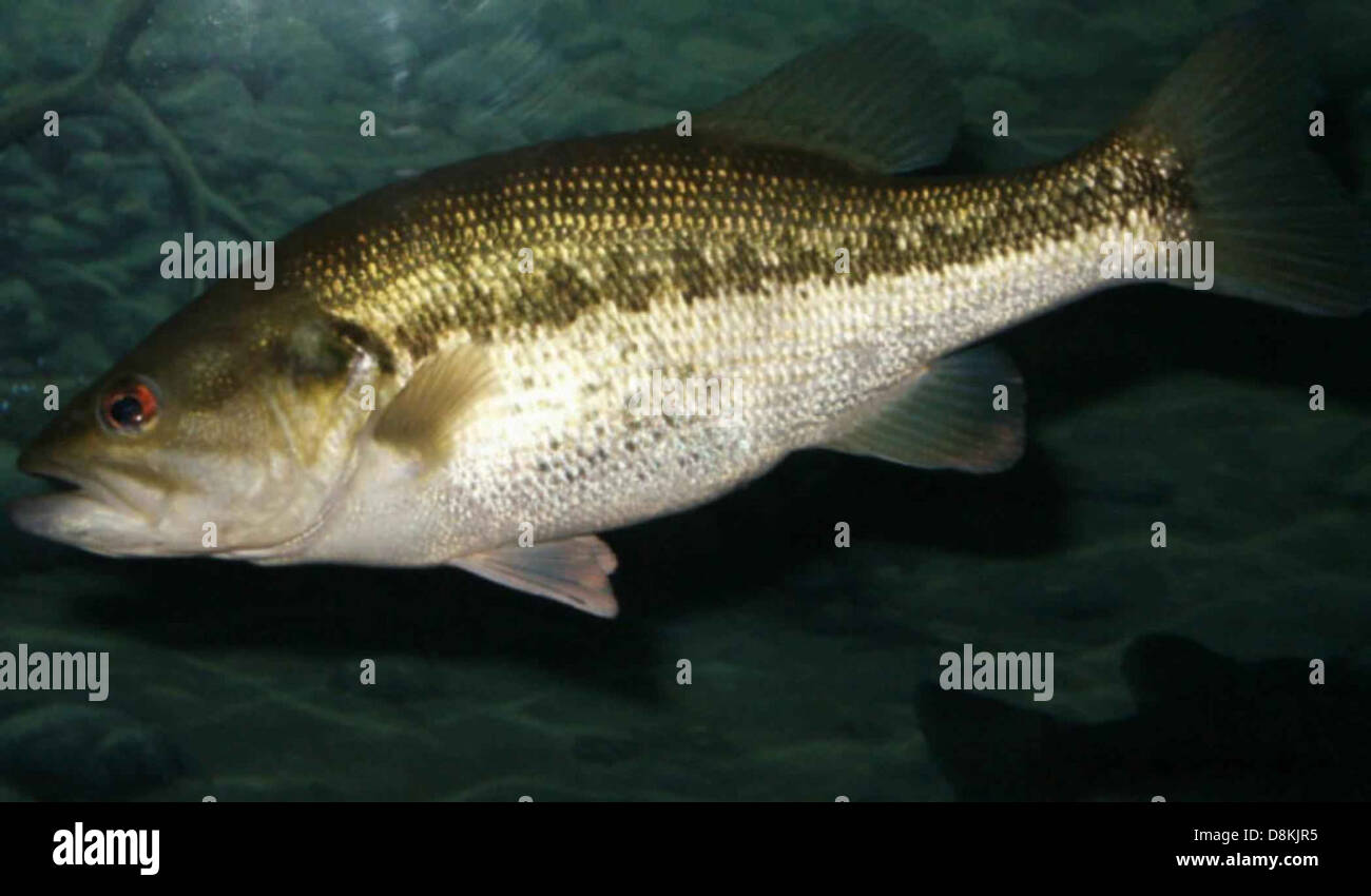 A largemouth bass (Micropterus salmoides) swims underwater in its ...