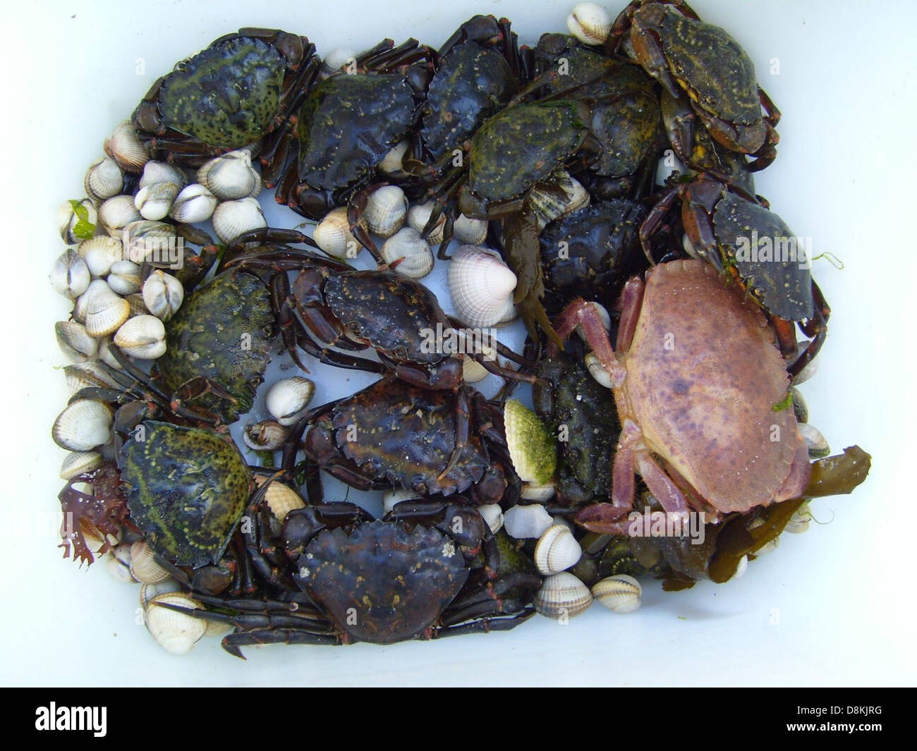 Showcasing claws hi-res stock photography and images - Alamy