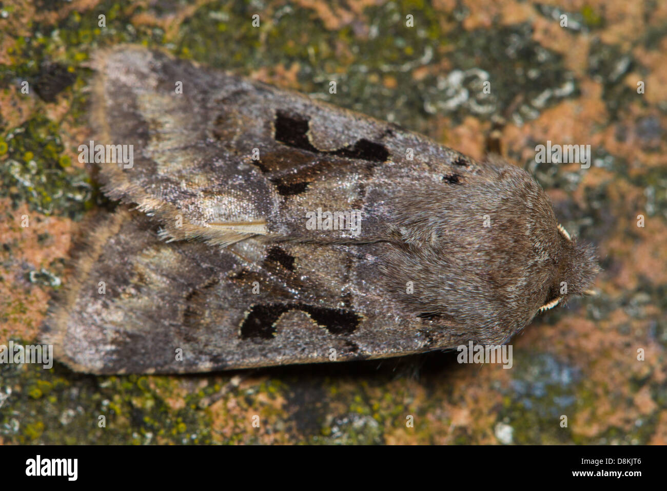 Hebrew Character (Orthosia gothica Stock Photo - Alamy