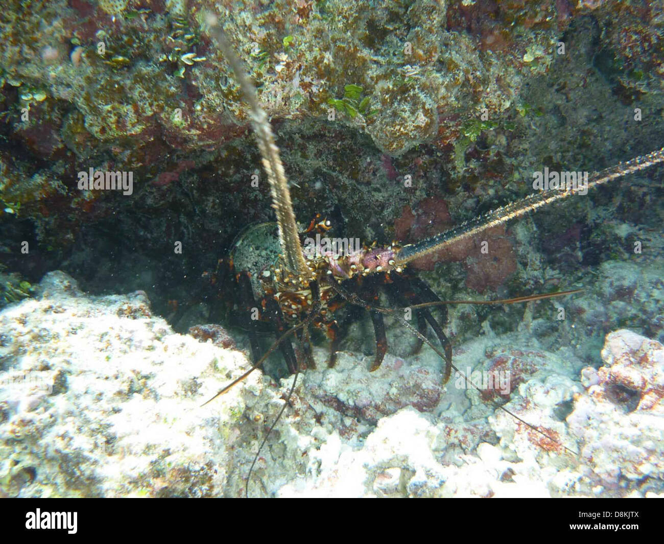 A lobster is seen underwater in its natural marine habitat. The image ...