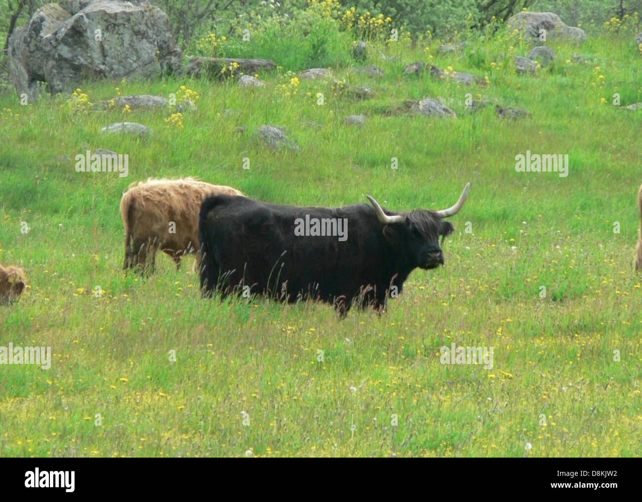 A group of long horned cattle grazes on a grassy field. The cattle's ...