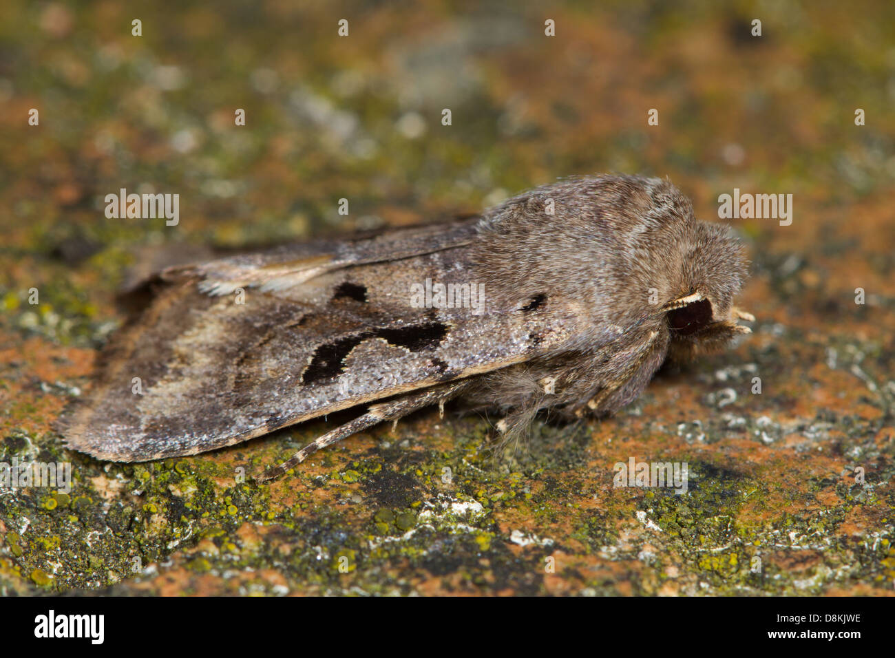 Hebrew Character (Orthosia gothica Stock Photo - Alamy