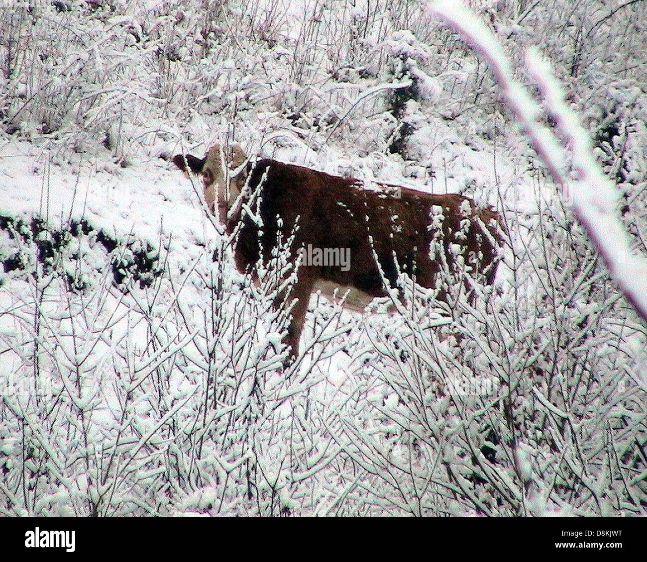 Looking through the snowy bush cow Stock Photo - Alamy