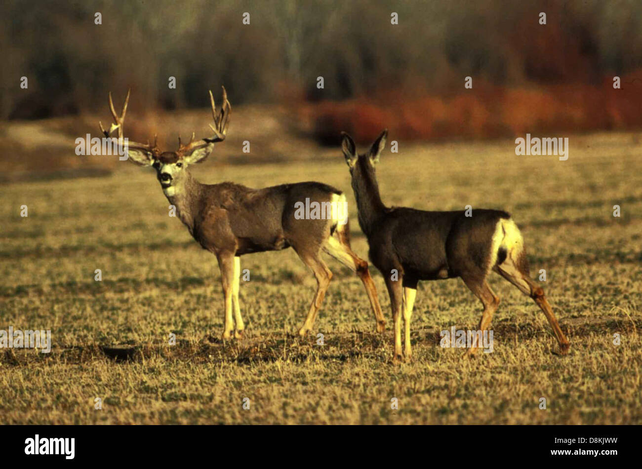 A male and female mule deer stand together in a natural setting. Mule ...
