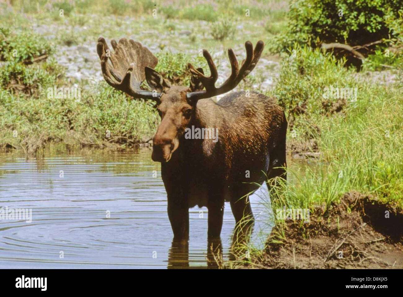 Male moos stands in water Stock Photo - Alamy