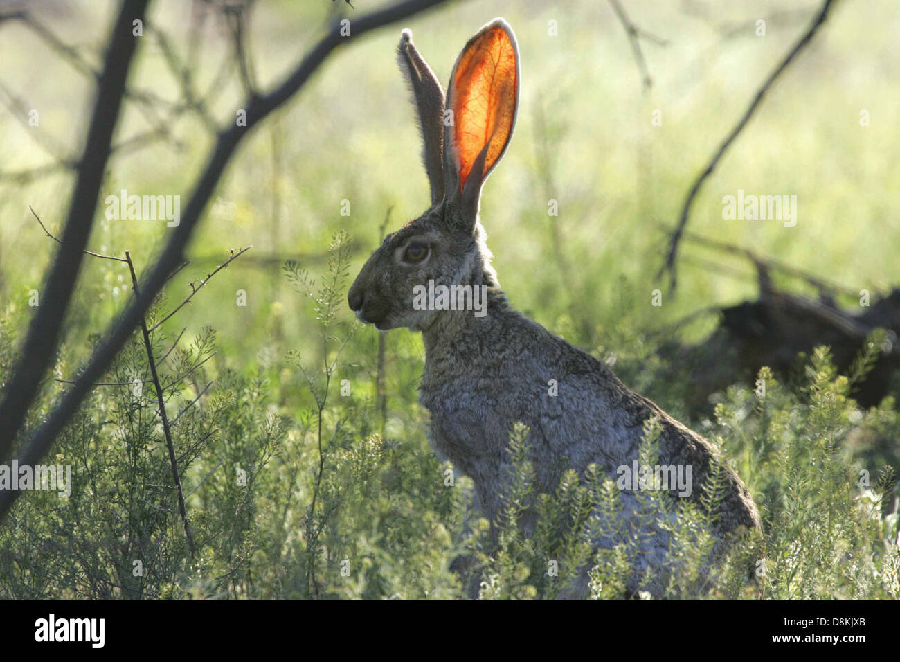 A medium shot of a jack rabbit in its natural habitat, featuring its ...