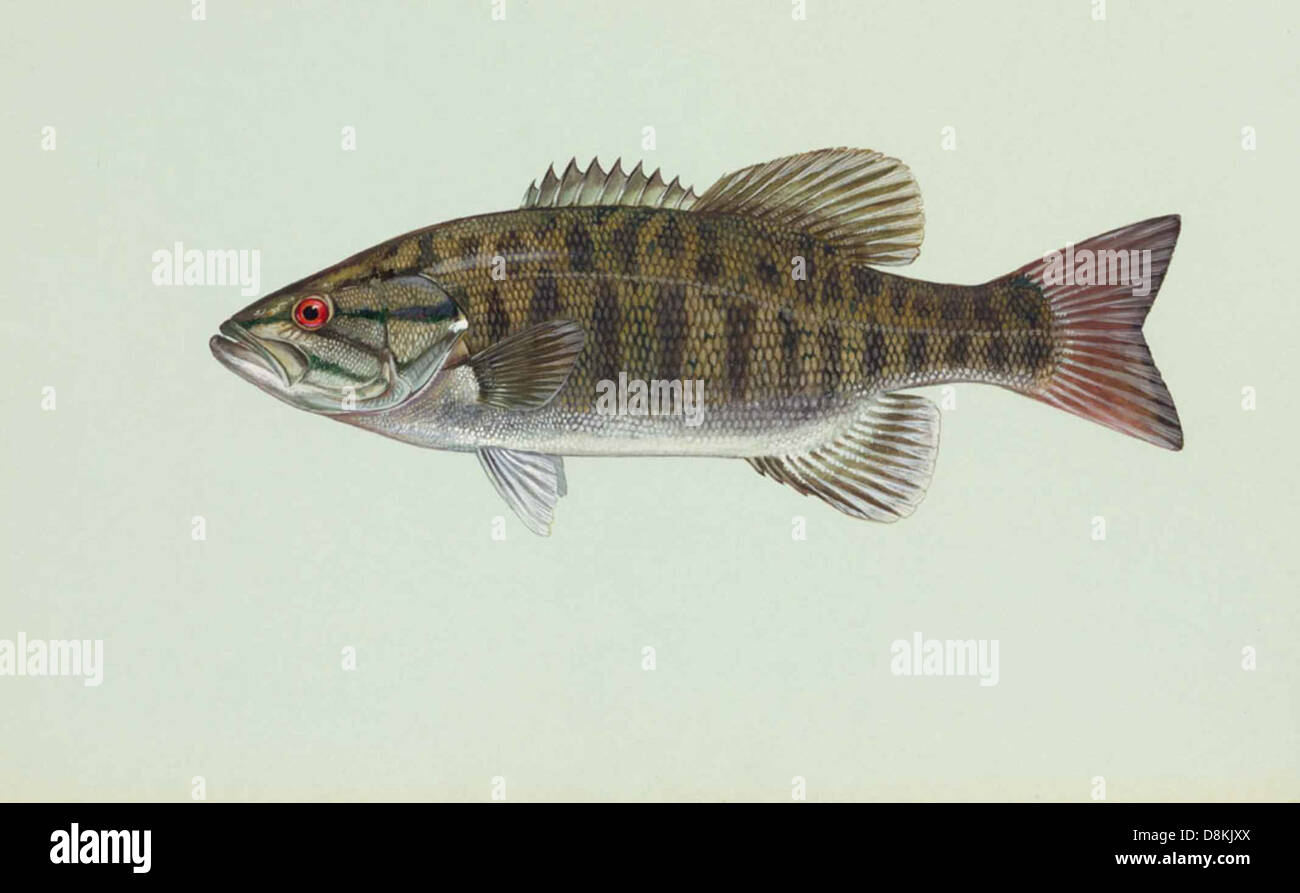 Micropterus hi-res stock photography and images - Alamy