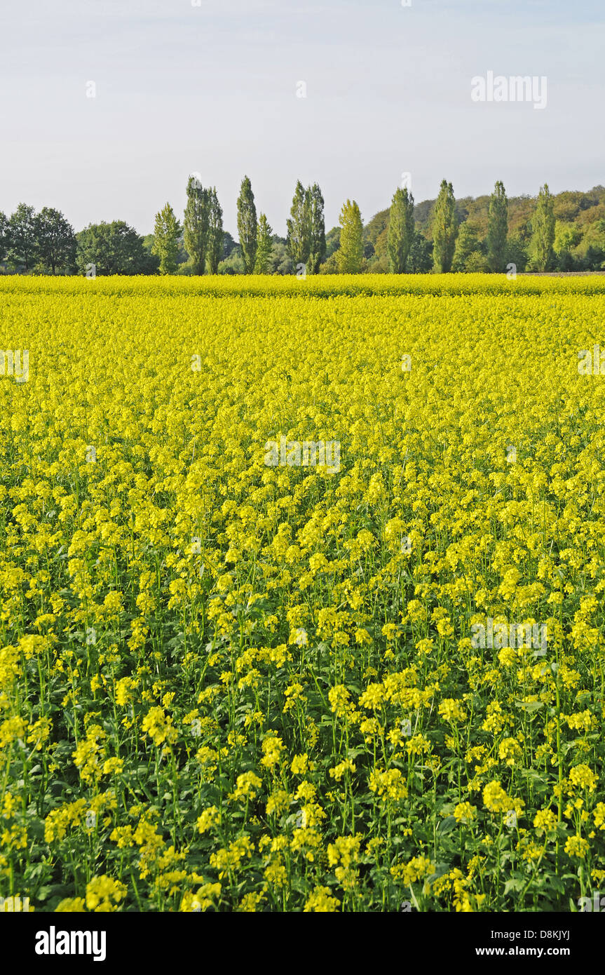 Blooming canola field Stock Photo - Alamy