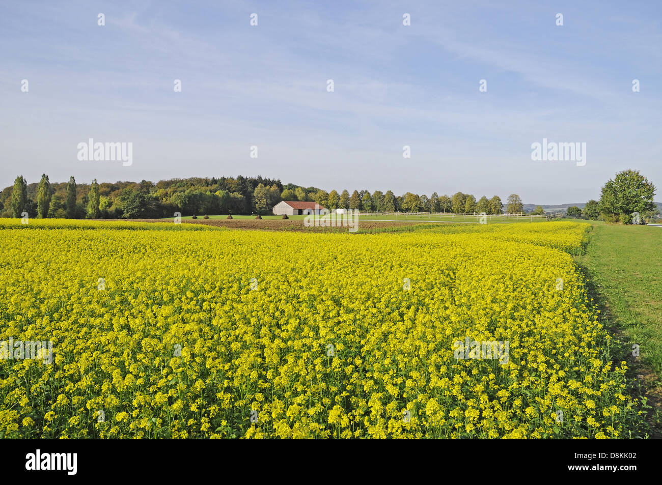 Blooming canola field Stock Photo - Alamy