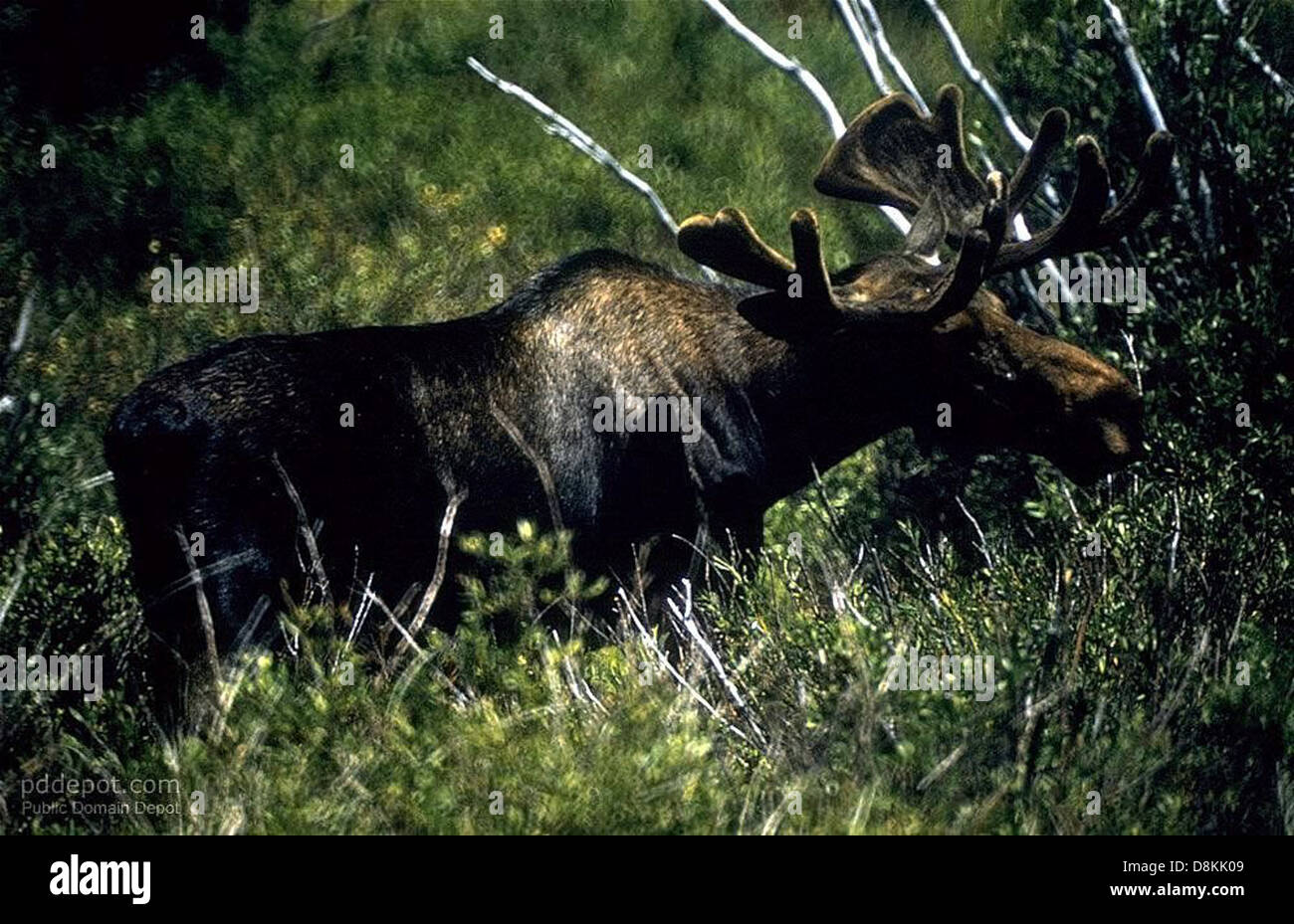 Largest of the deer family hi-res stock photography and images - Alamy