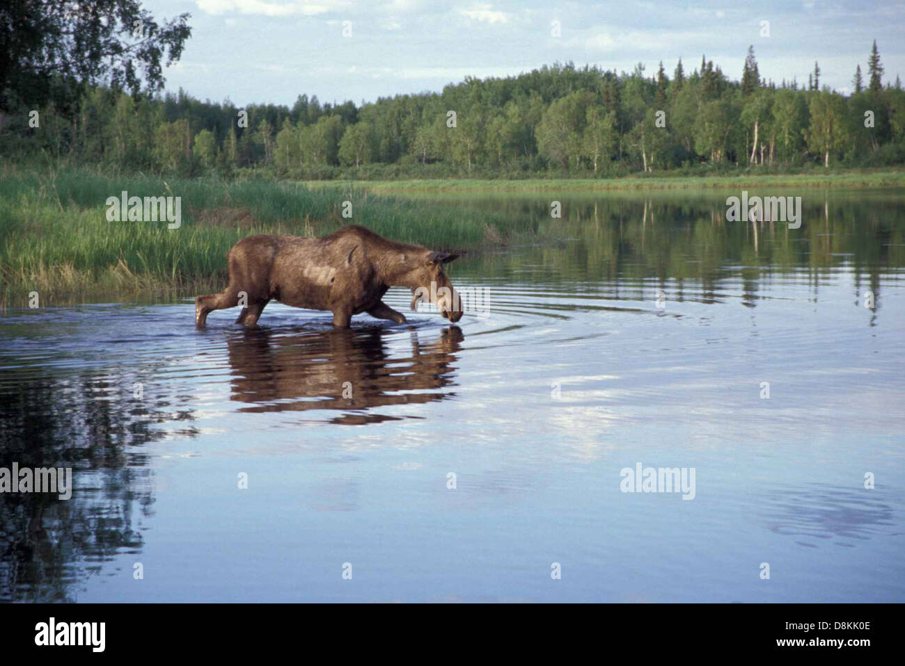 Moose feeding in lake Stock Photo - Alamy