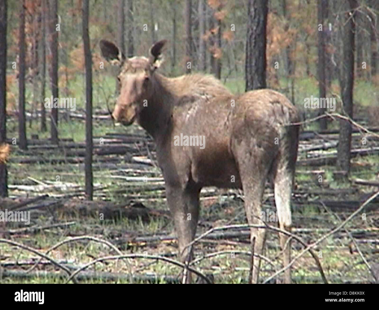A moose stands in a burn area, surrounded by charred trees and scorched ...