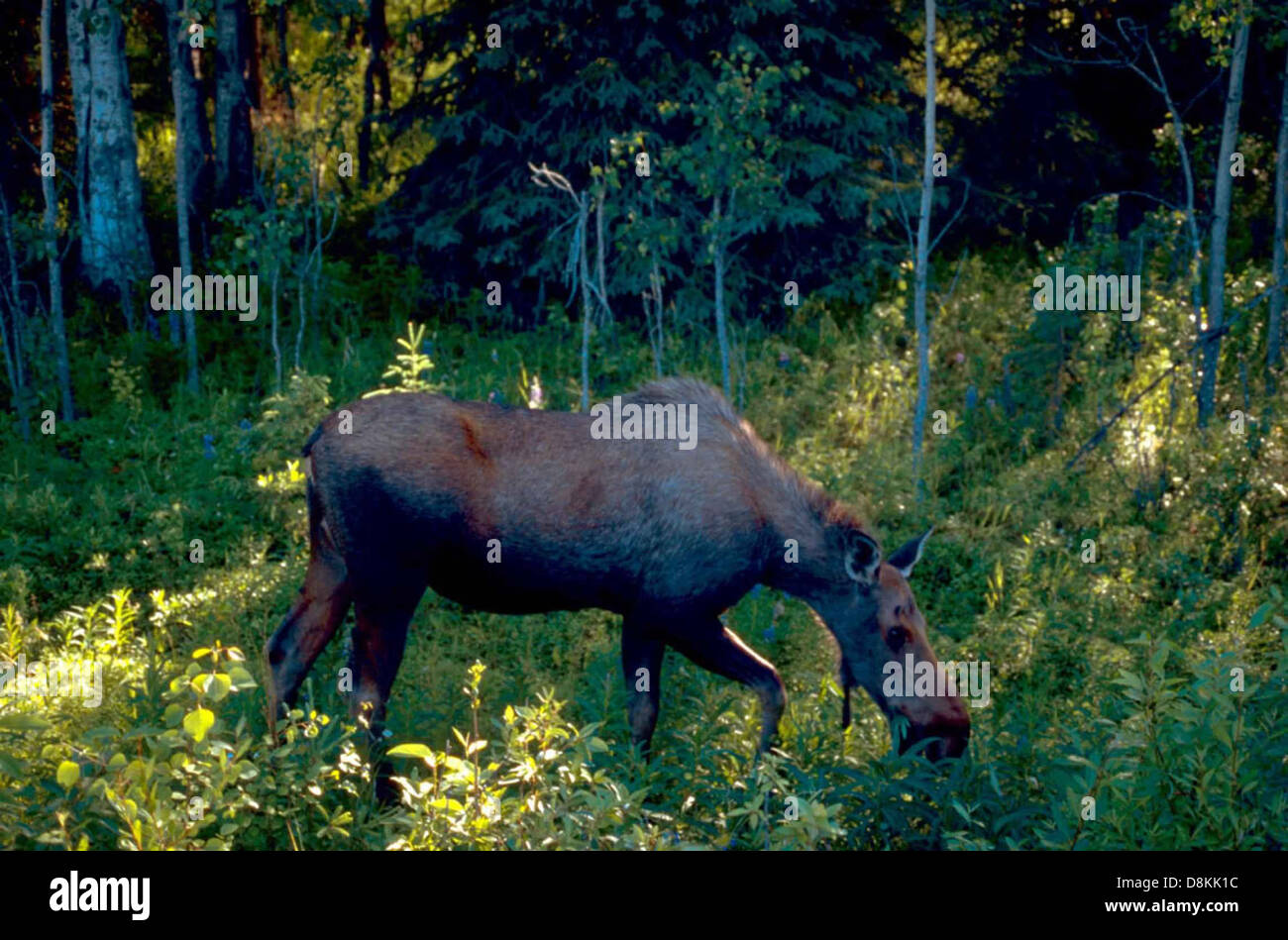 A moose (Alces alces) standing in a forested area, surrounded by trees ...