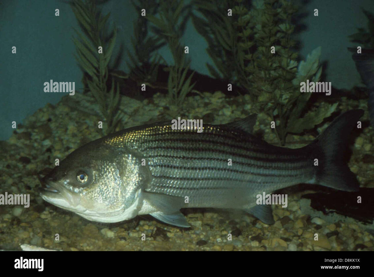A high-definition image of a striped bass (Morone saxatilis) swimming ...