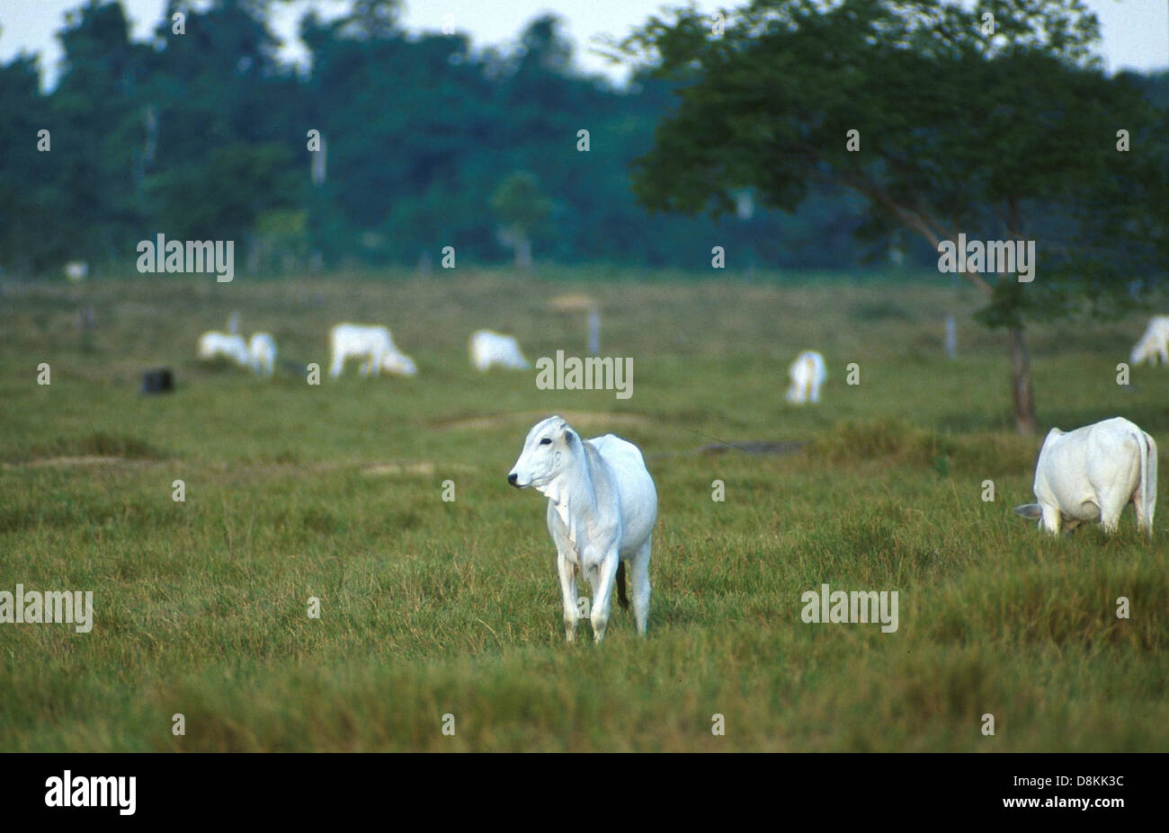 This image features Nelore beef cattle, a breed known for its hardiness ...