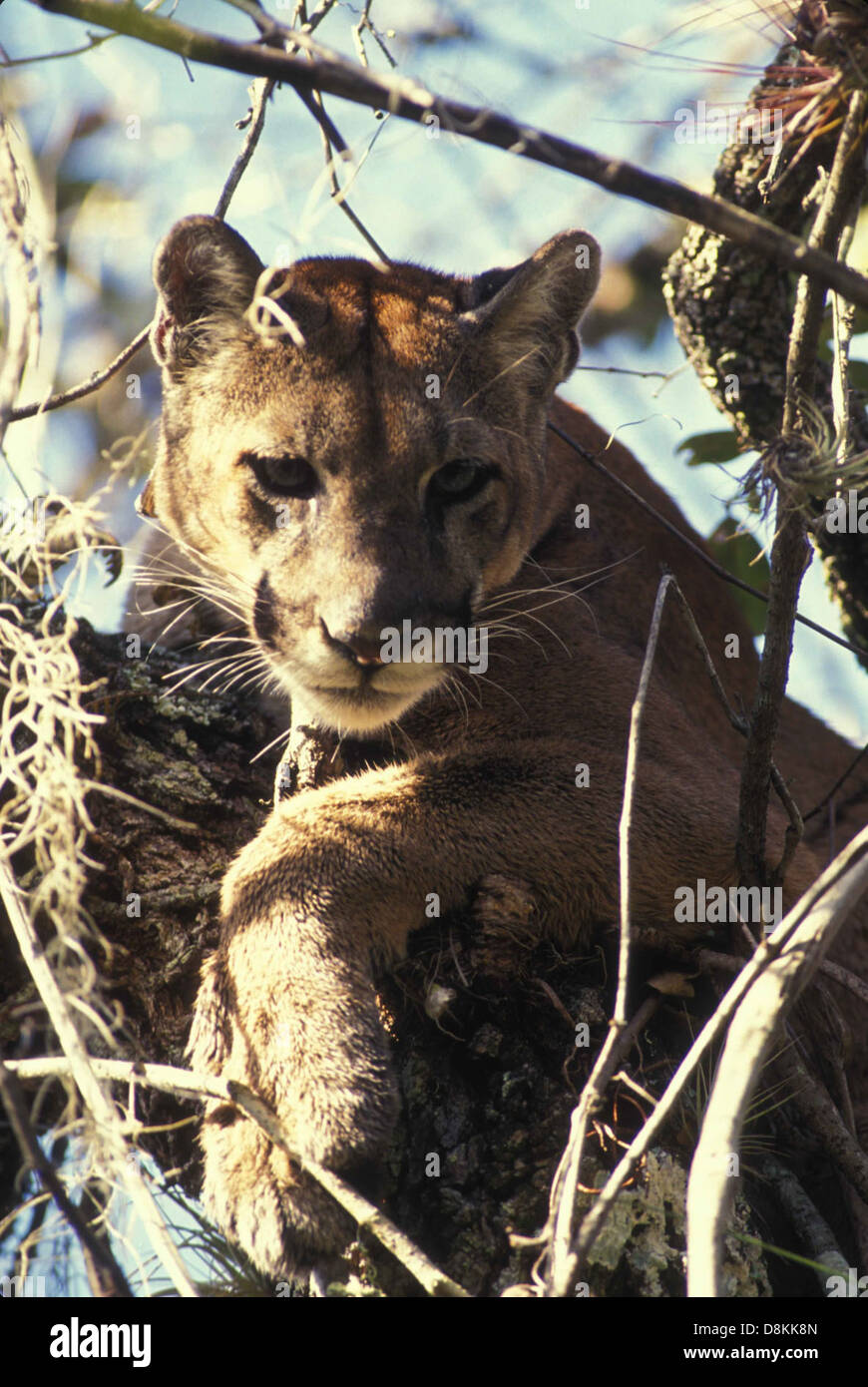 Puma concolor coryi florida panther hi-res stock photography and images ...