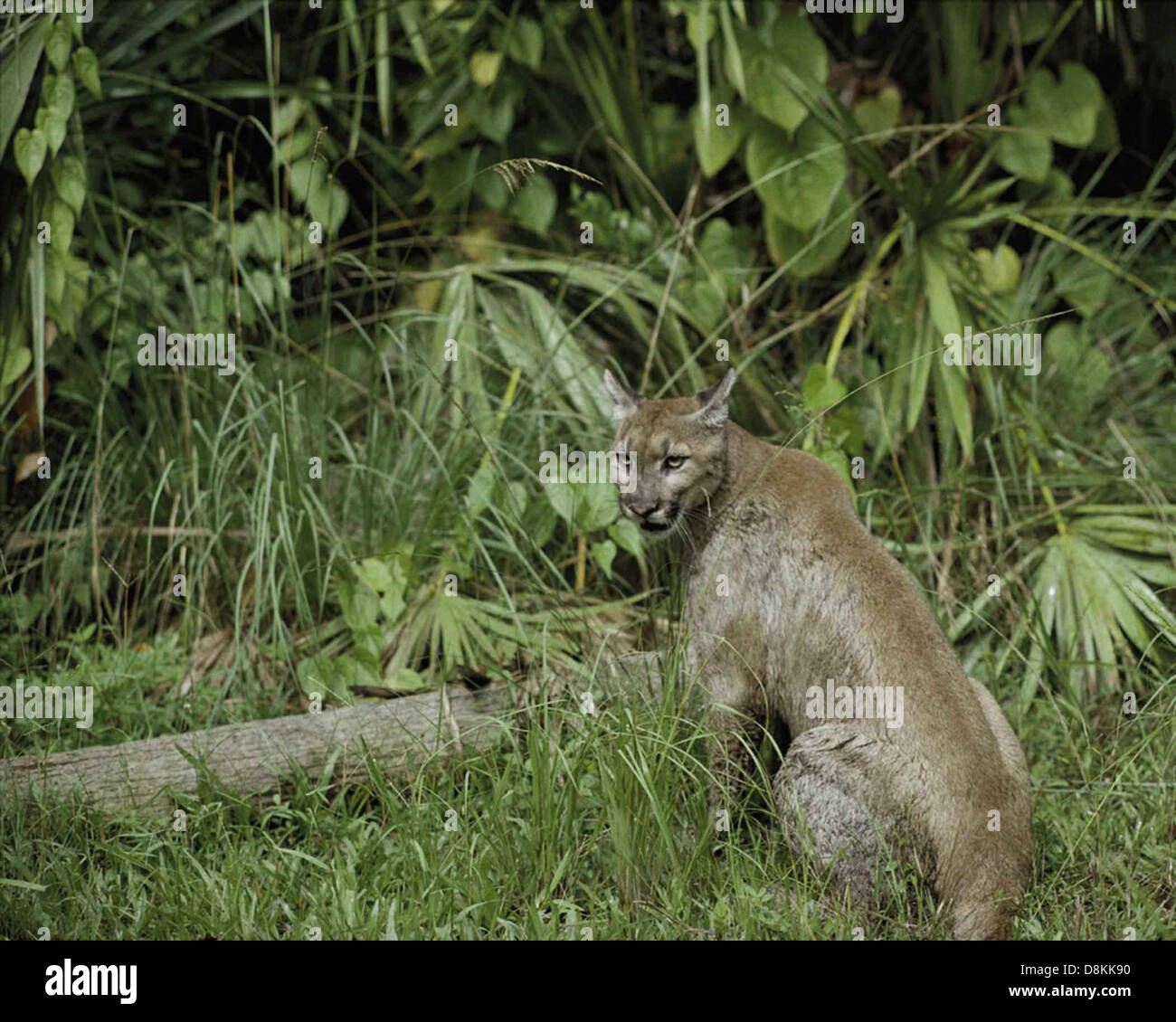 A puma (Puma concolor), also known as a panther, is seen in its natural ...