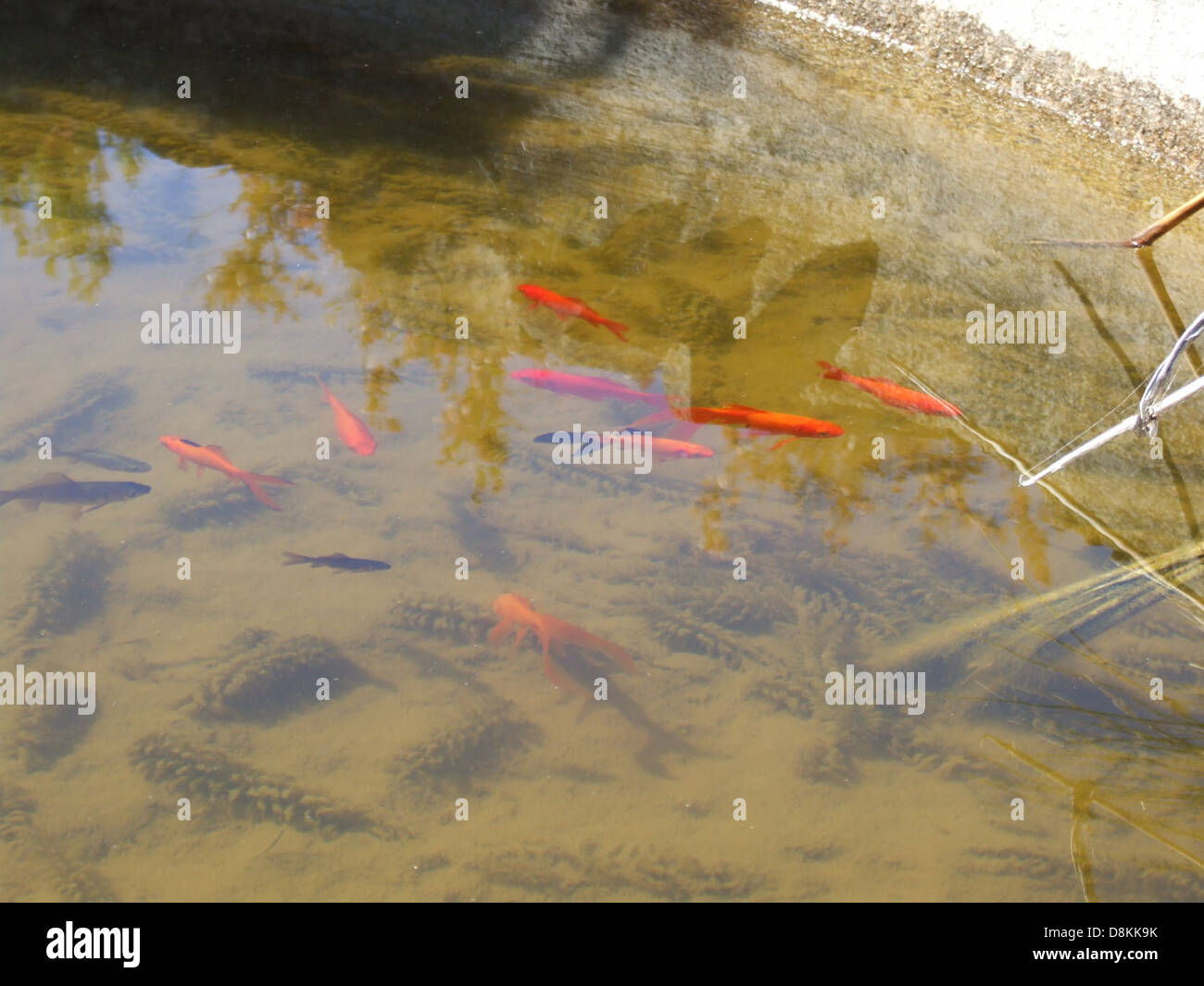 Pool of water with goldfish Stock Photo - Alamy