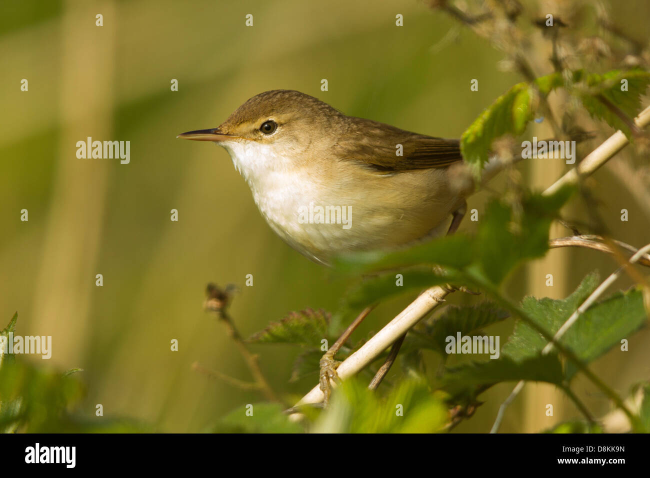 European Reed Warbler (Acrocephalus scirpaceus) skulking in a bramble ...