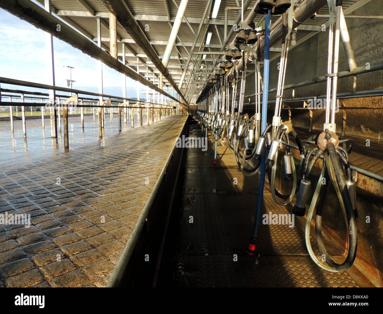 Milking milk hi-res stock photography and images - Alamy