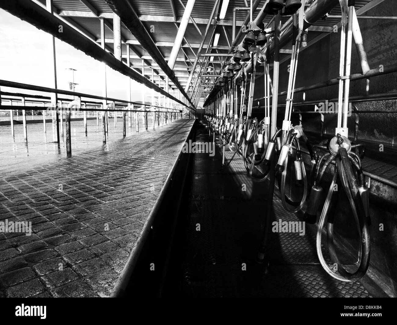 Milking milk farming Black and White Stock Photos & Images - Alamy