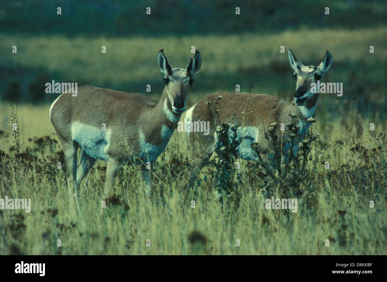 Pronghorn does animals mammals antilocapra americana sonoriensis Stock ...
