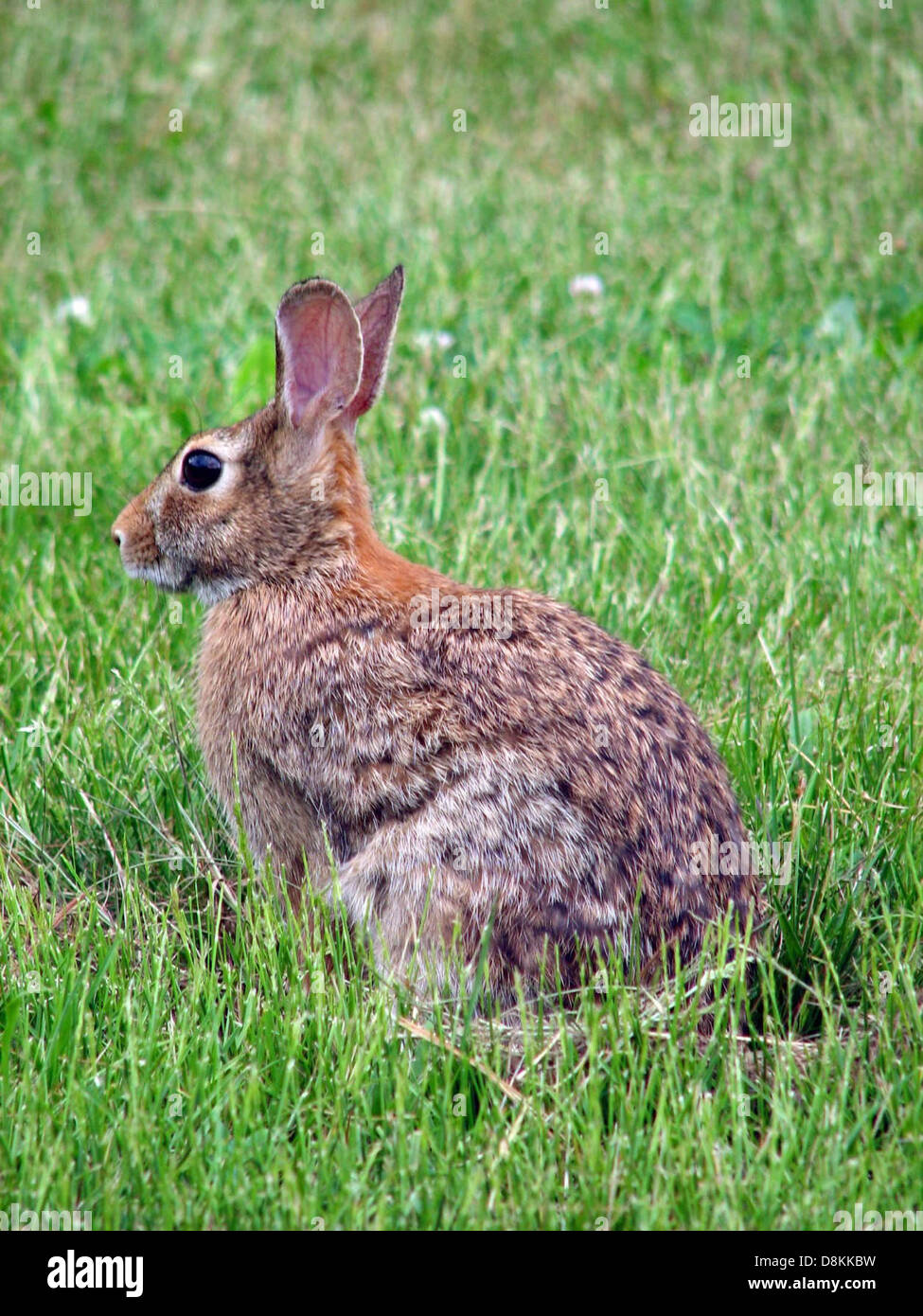 Rabbit animal sylvilagus floridanus Stock Photo - Alamy