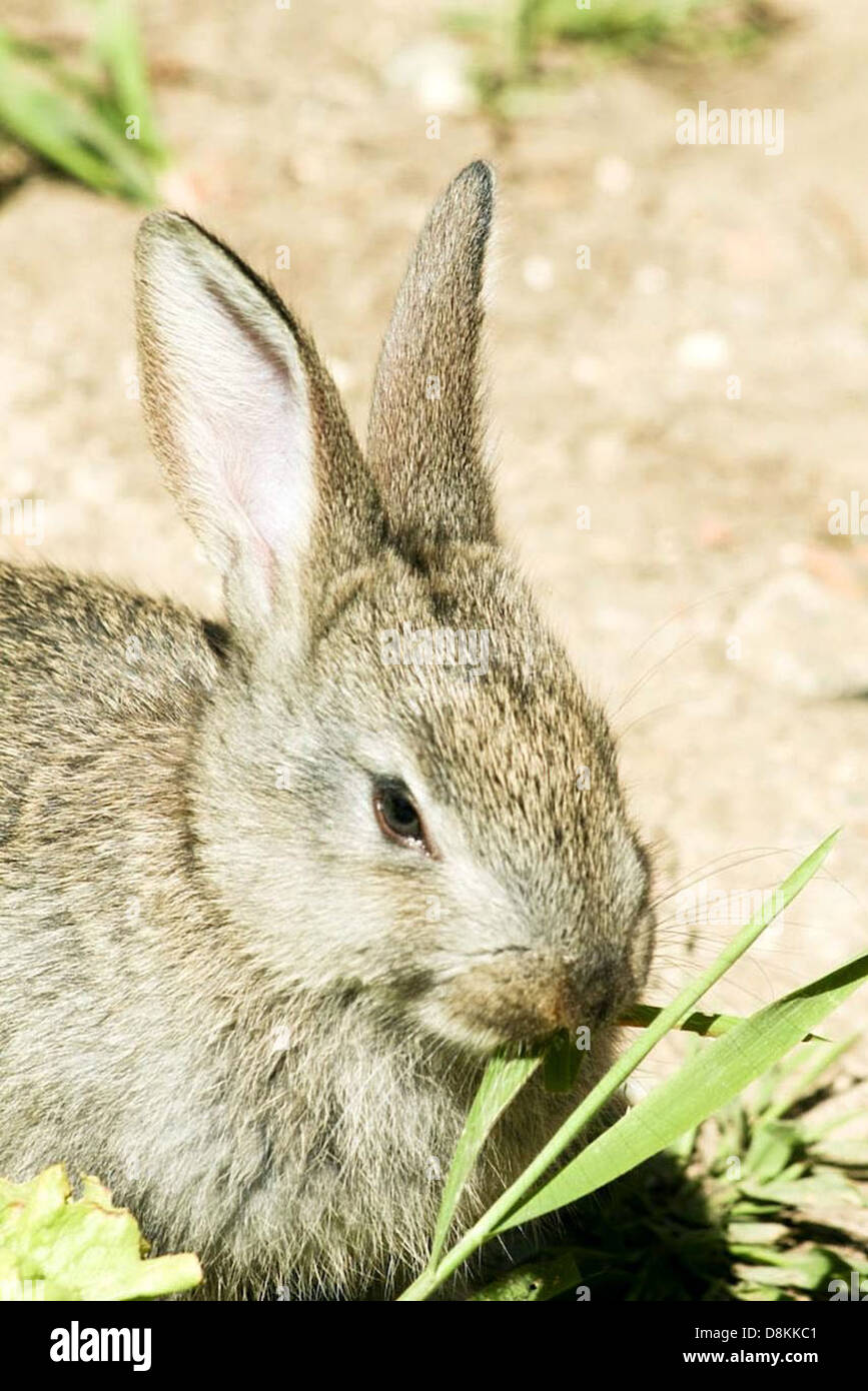 Rabbit eating grass Stock Photo - Alamy