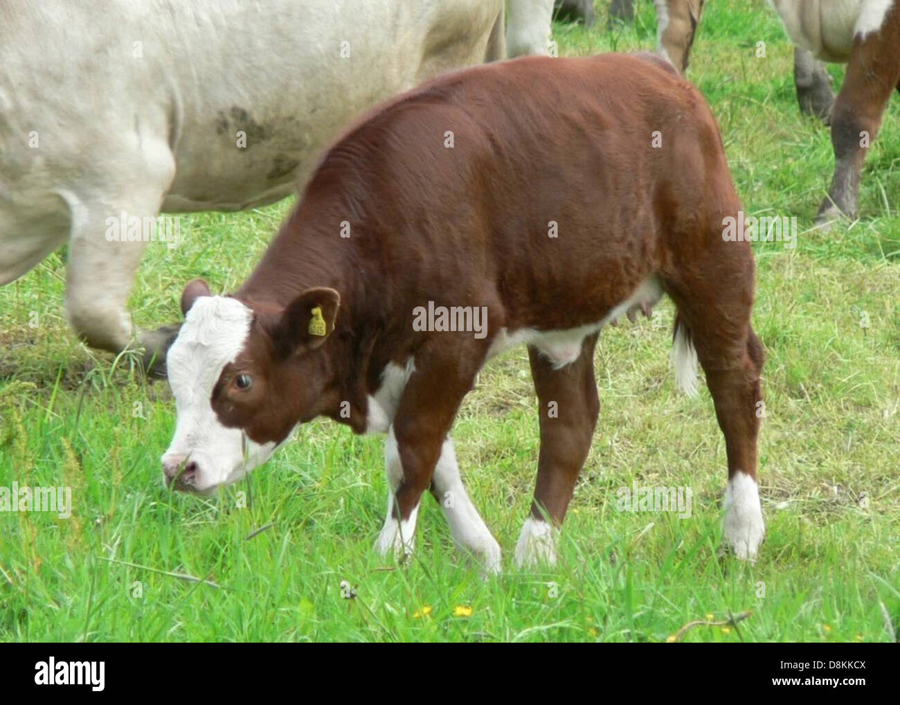 Red on a white field hi-res stock photography and images - Alamy