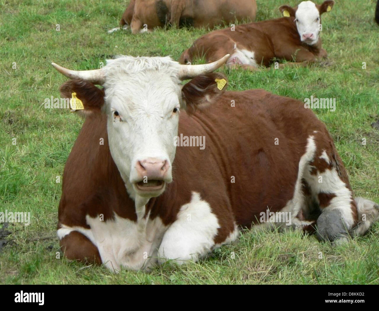 A red and white cow grazing peacefully on green grass. The cow's ...