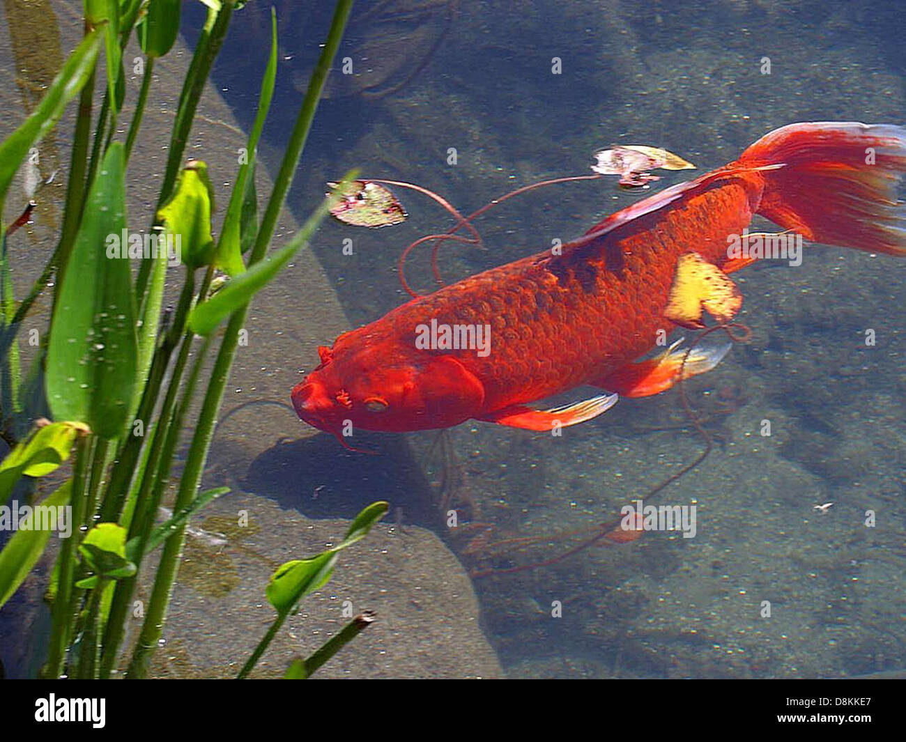 Red goldfish animal Stock Photo - Alamy