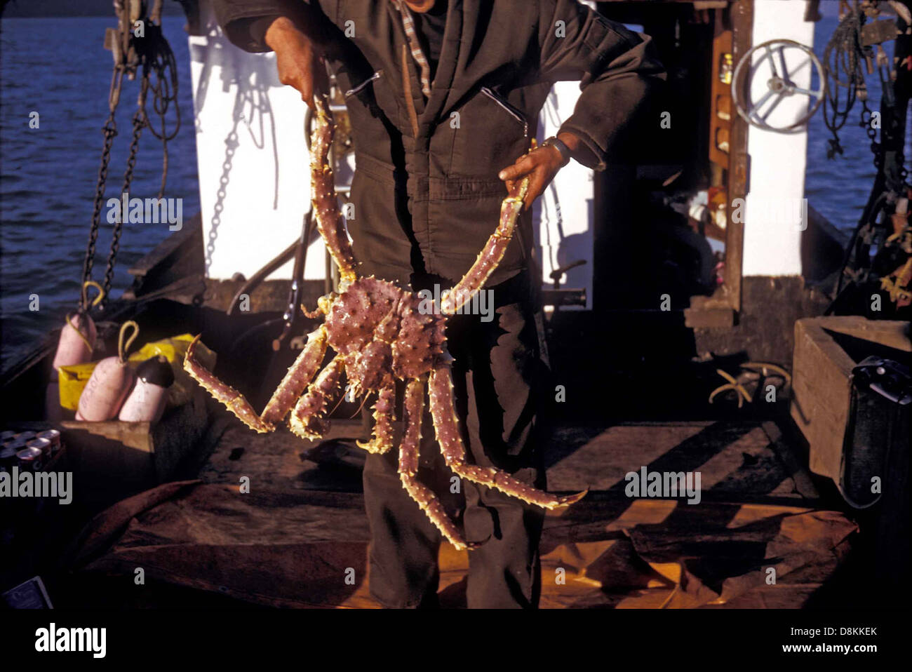 Red king crab paralithodes camtschaticus Stock Photo - Alamy