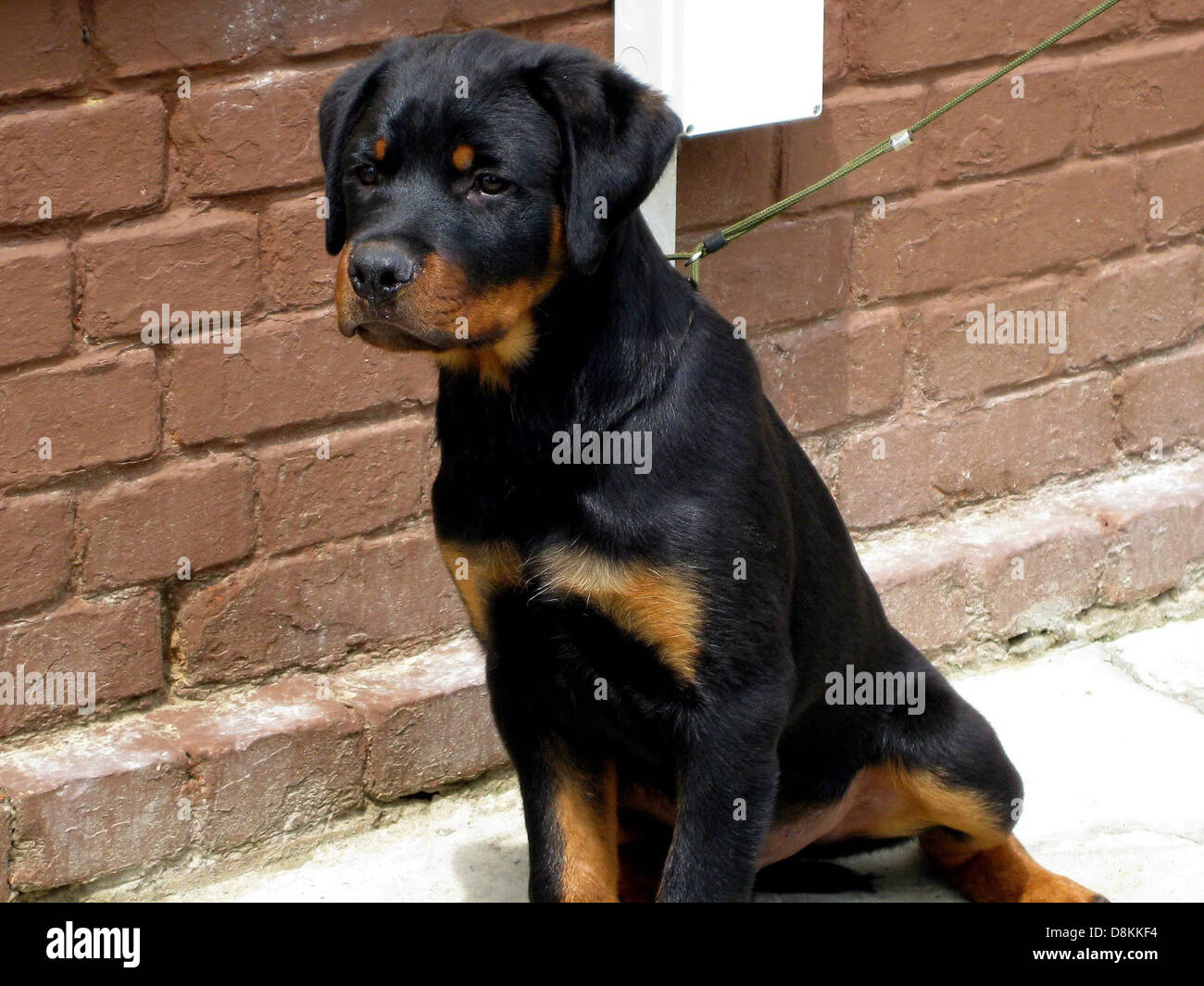 Rottweiler rottweilers dog dogs hi-res stock photography and images - Alamy