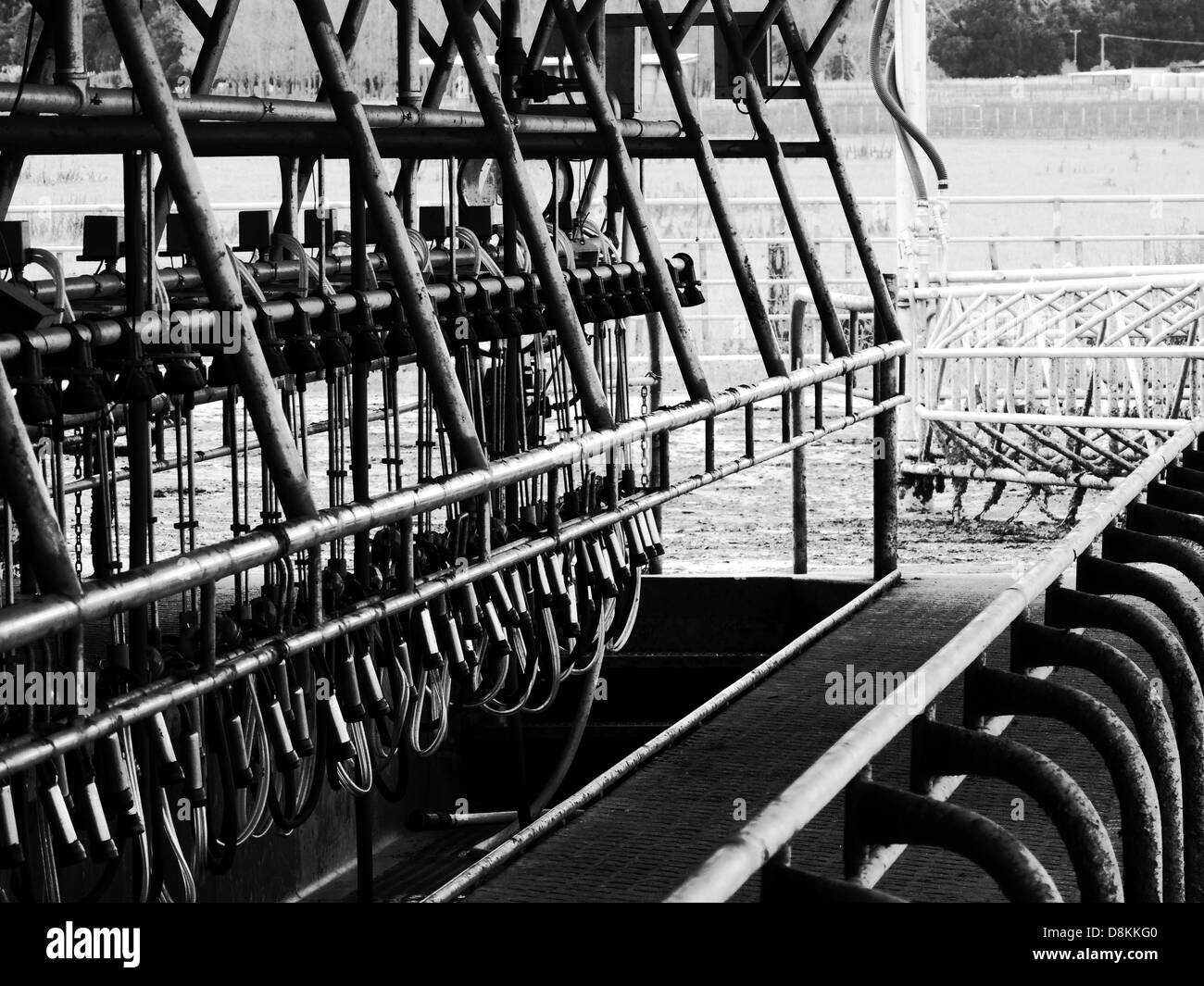 Milking milk hi-res stock photography and images - Alamy