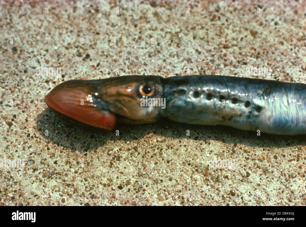 A close-up image of a sea lamprey (*Petromyzon marinus*), a parasitic ...