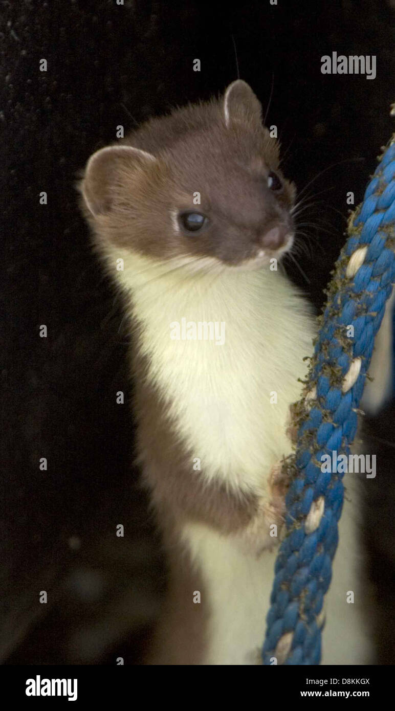 A close-up view of a short-tailed weasel (Mustela erminea), showing the ...