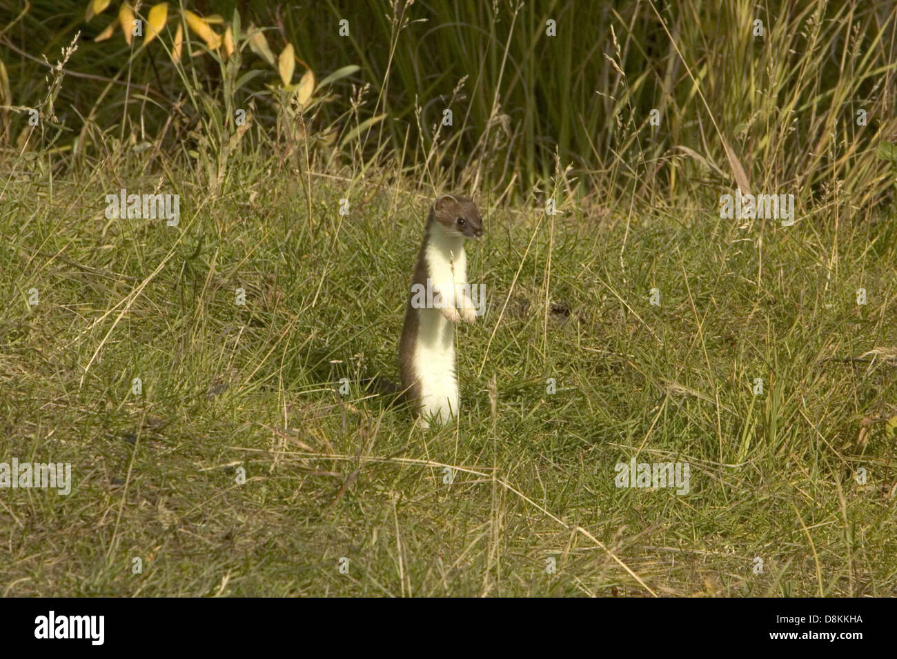 A short-tailed weasel (Mustela erminea), a small carnivorous mammal, is ...