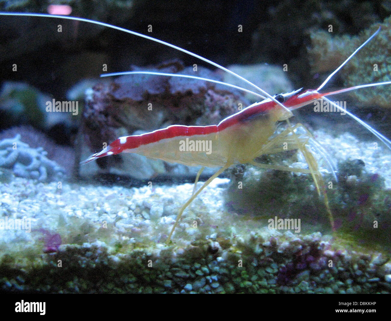 A close-up image of shrimp, highlighting their translucent bodies, legs ...