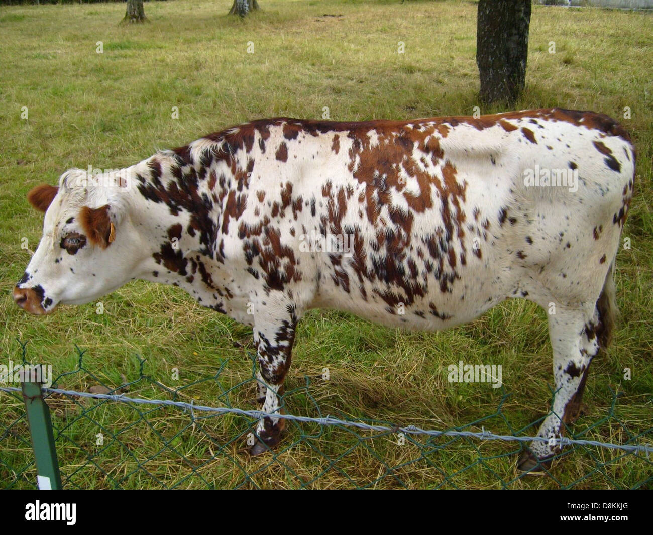 A Simmental cow, known for its distinctive yellow and white color ...