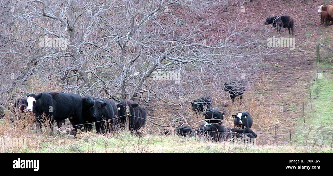 A Simmental herd of cattle is seen heading towards a water source. The ...