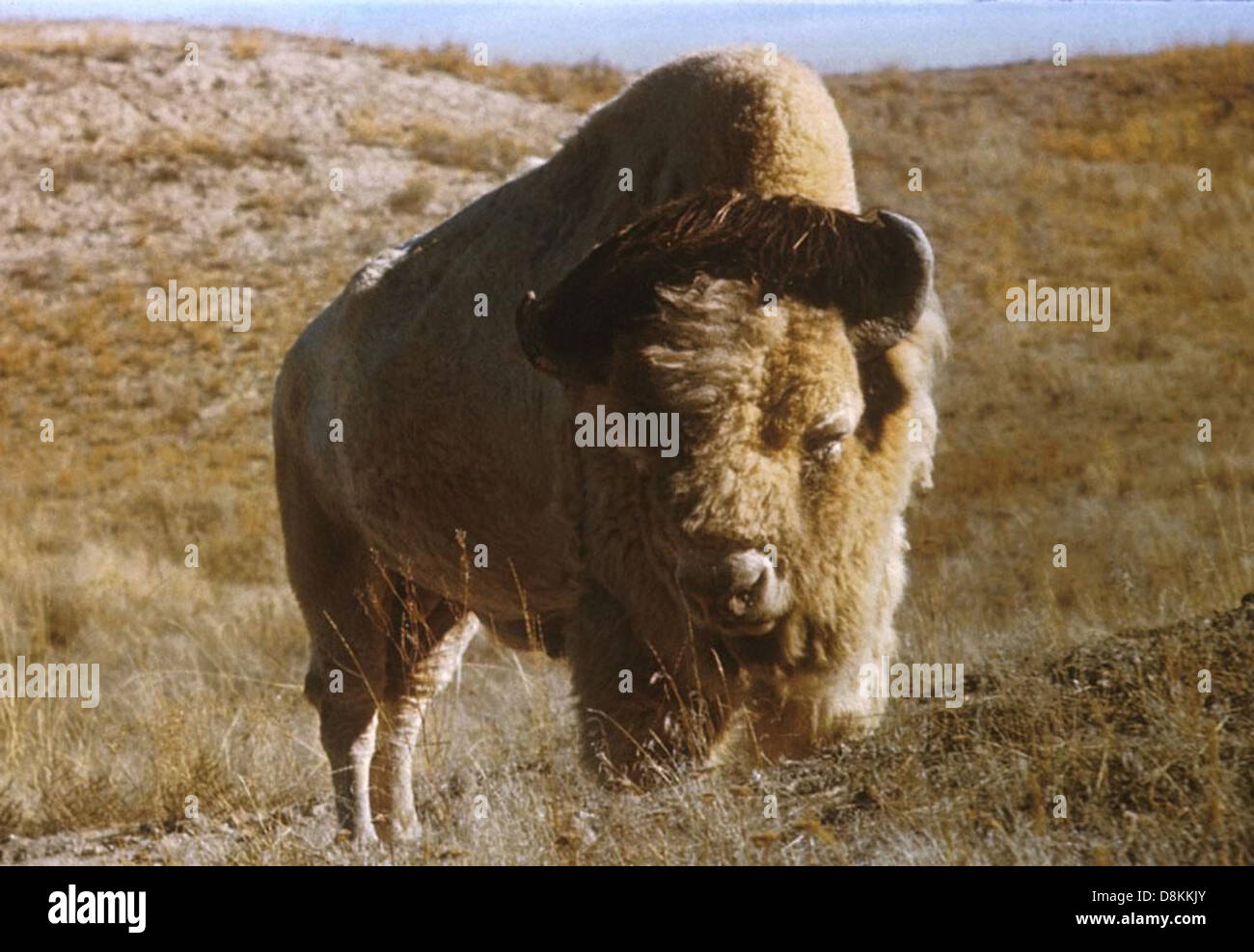 A solitary bison bull grazing in a wide open field. The animal is seen ...