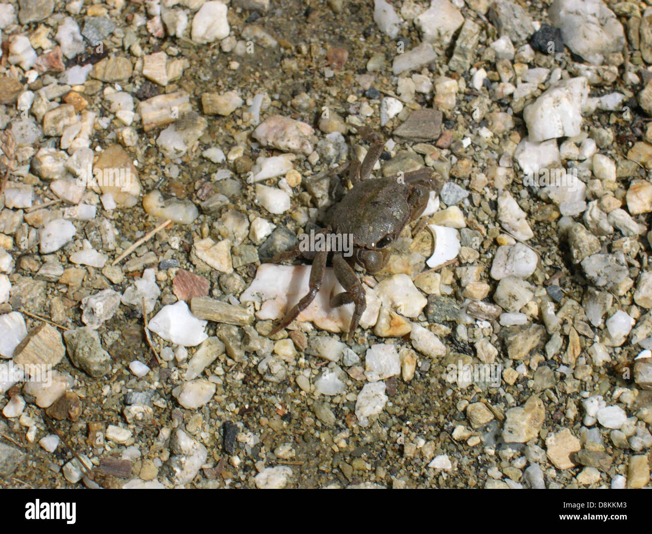 This image shows a small crab on a sandy surface, its hard shell and ...