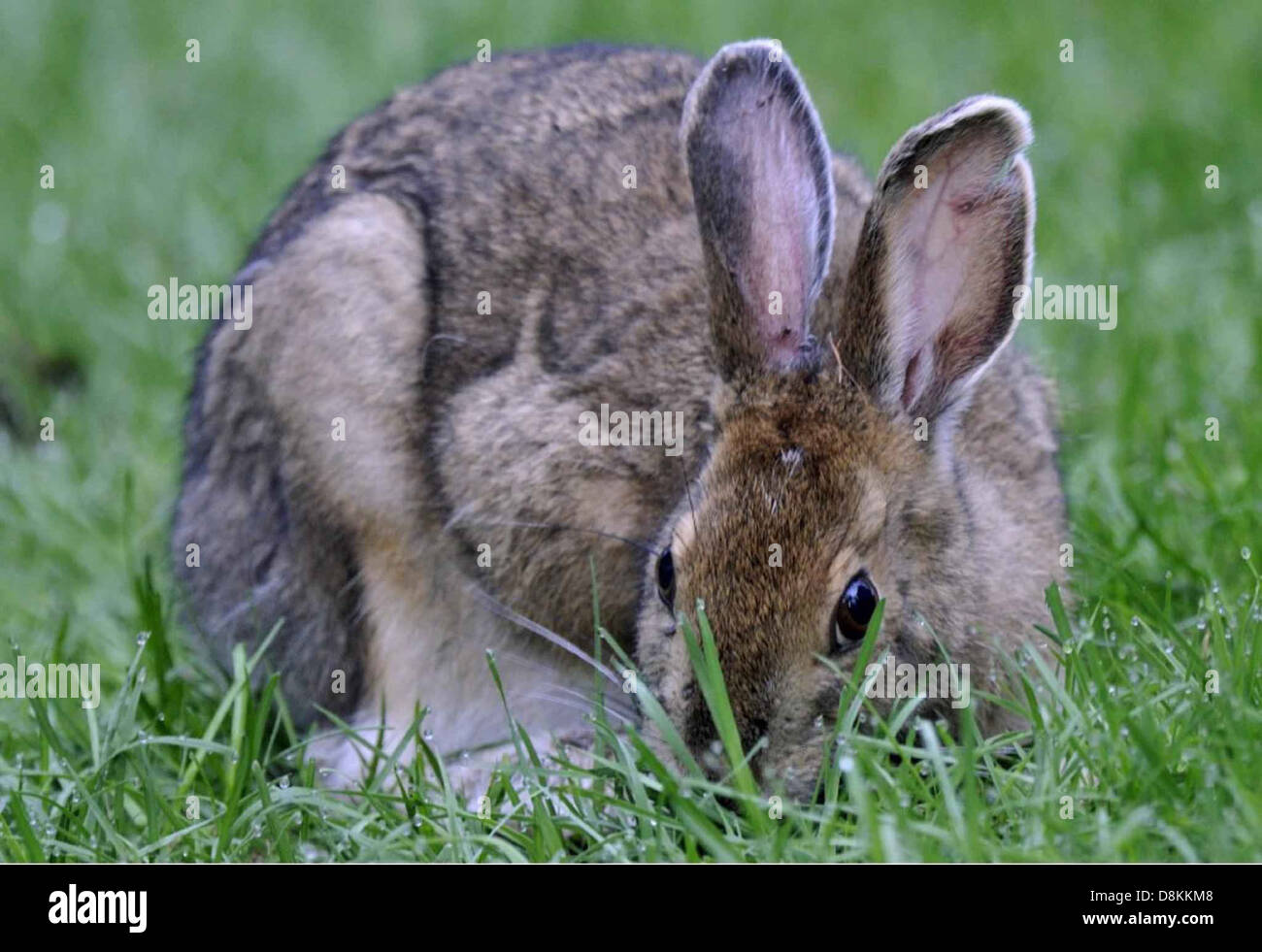 A snowshoe hare is seen nibbling on grass in its natural habitat. The ...