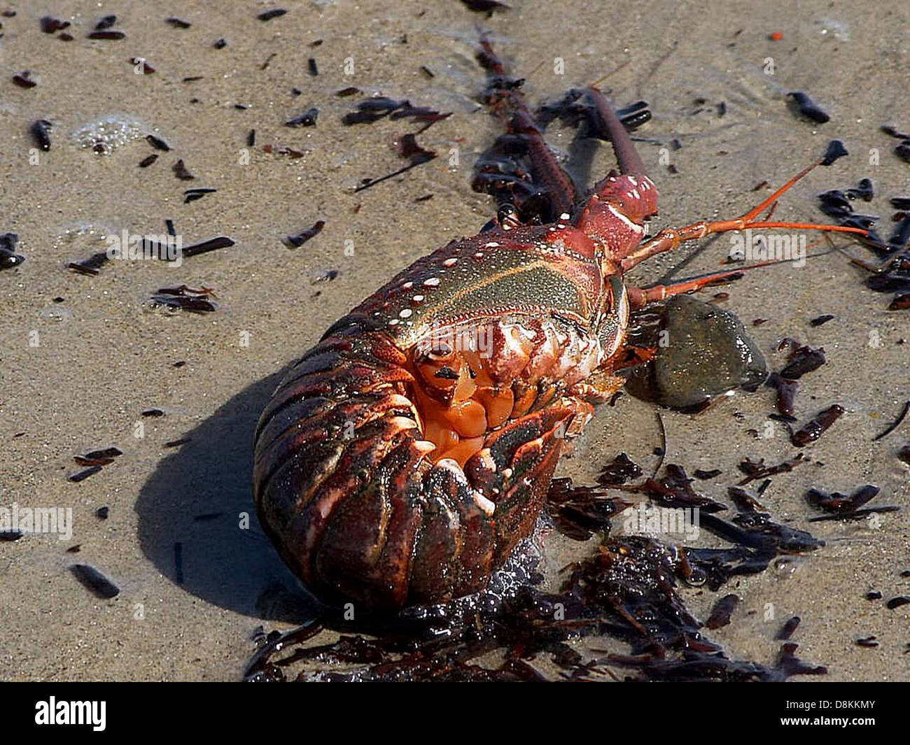 Crustacean exoskeleton hi-res stock photography and images - Alamy