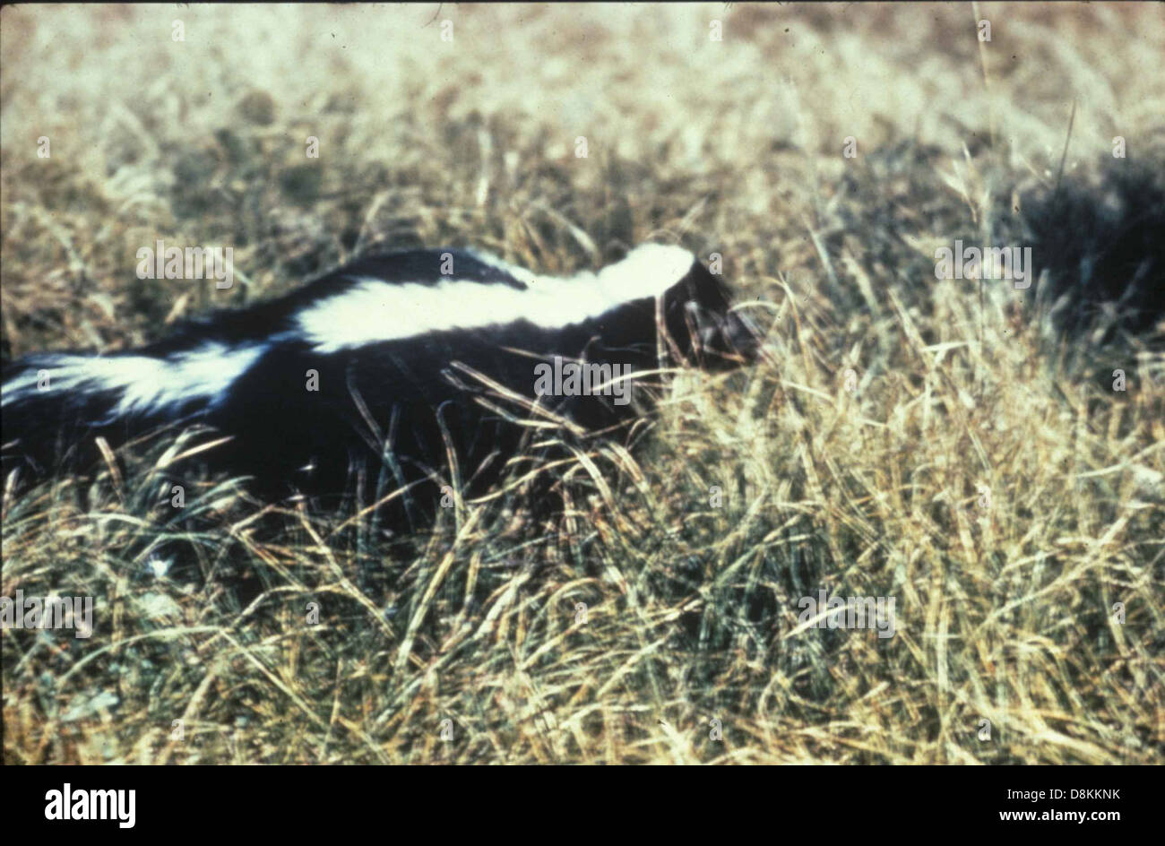 Striped skunk mephitis mephitis omnivorous mammal Stock Photo - Alamy